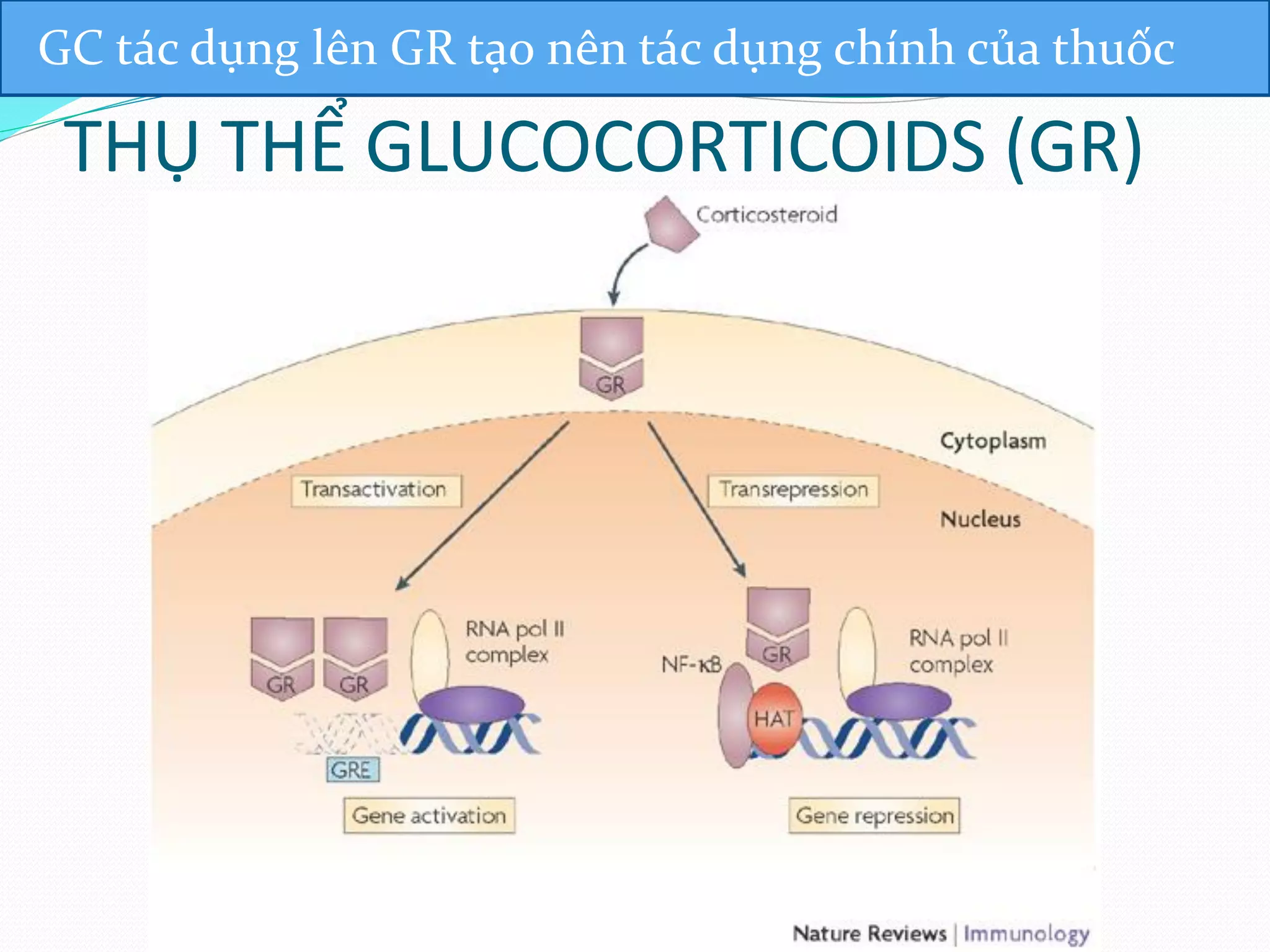 Glucocorticoids | PDF