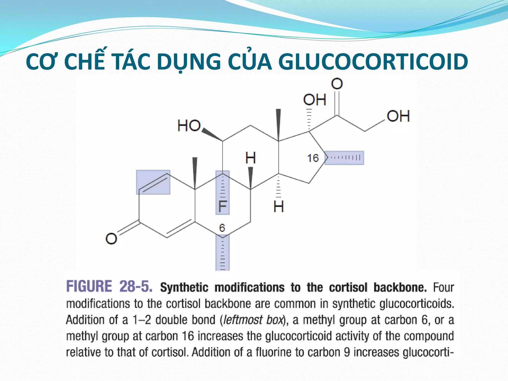 Glucocorticoids | PDF