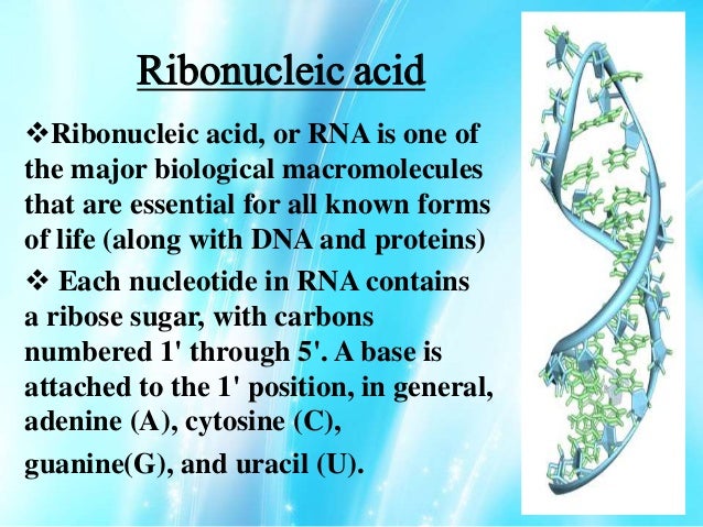 Ribonucleic acid