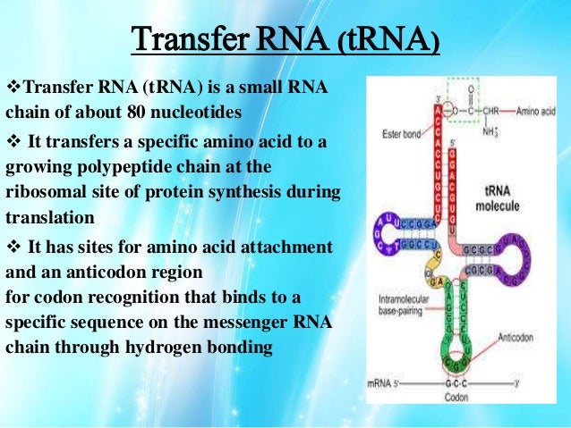 Ribonucleic acid