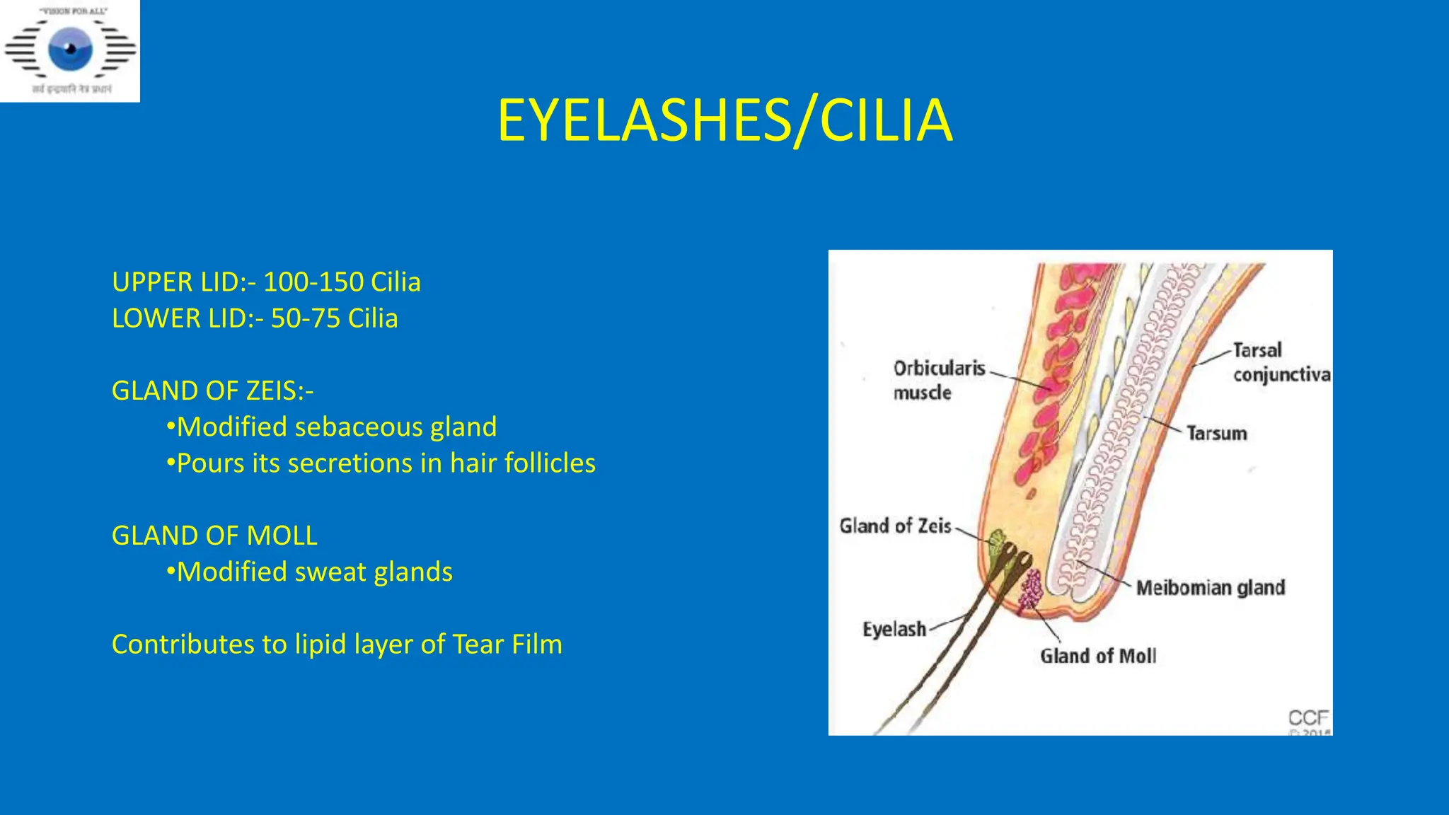 EYELID_ANATOMY presentation dhir bwn.pptx