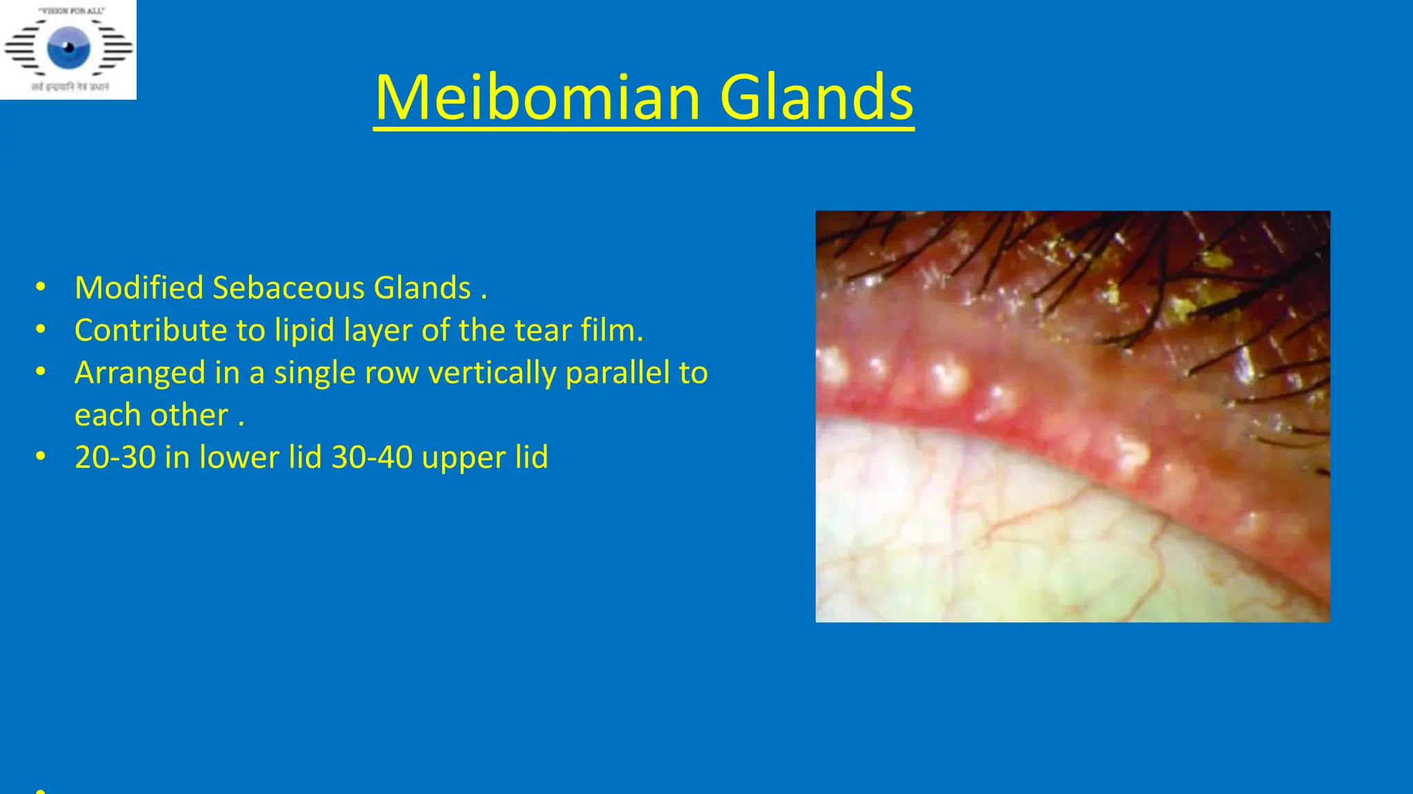 EYELID_ANATOMY presentation dhir bwn.pptx
