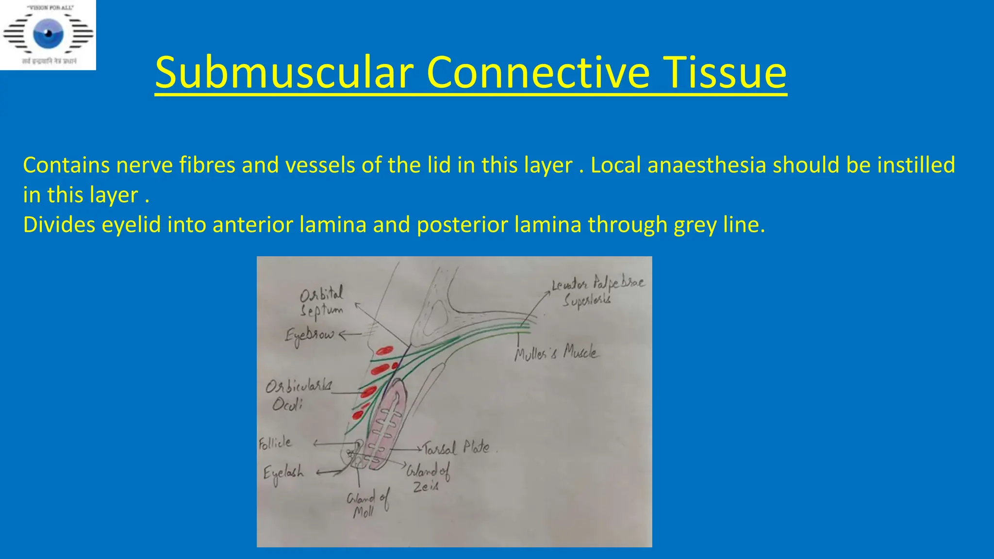 EYELID_ANATOMY presentation dhir bwn.pptx