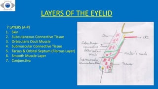 EYELID_ANATOMY presentation dhir bwn.pptx