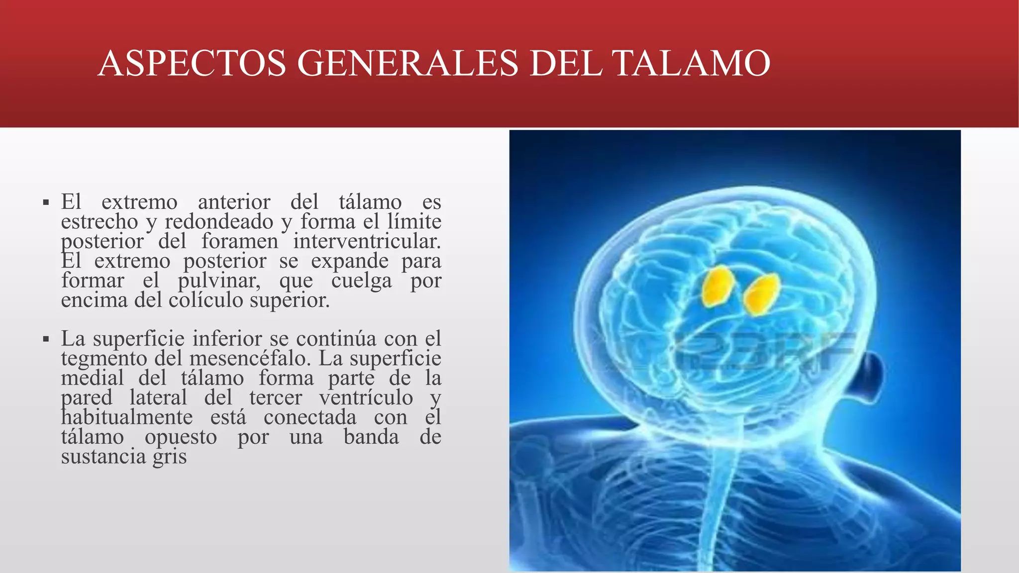 El tálamo y sus conexiones modificado-thiany cordoba | PPTX