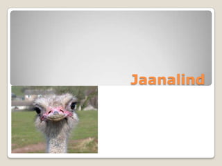 Jaanalind | PPT