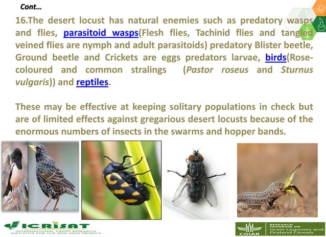 Current status of Desert Locust and future strategies for the management | PDF | Beekeeping ...
