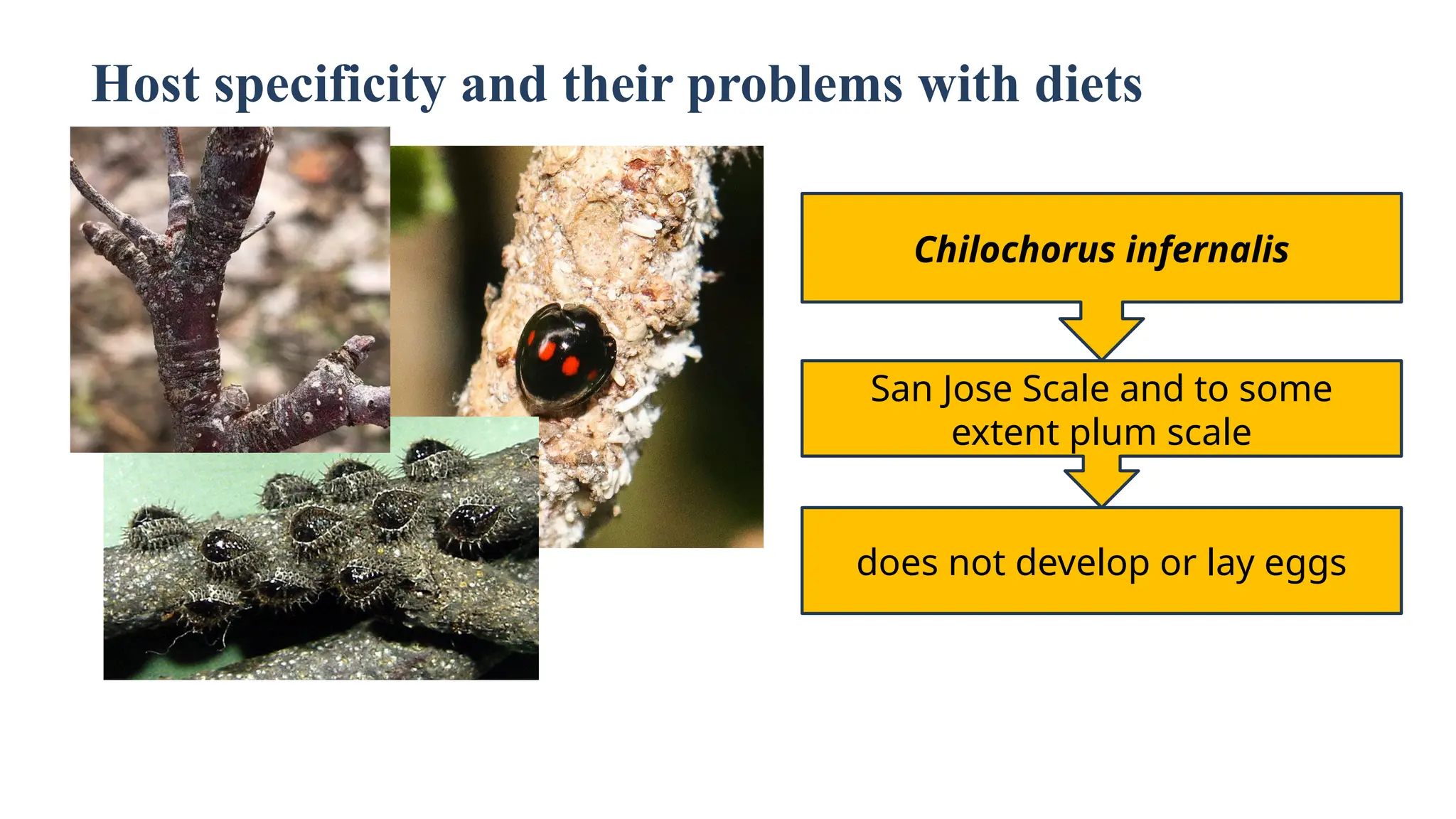 Effect of nutrition in Entomophagous Insectson | PPTX