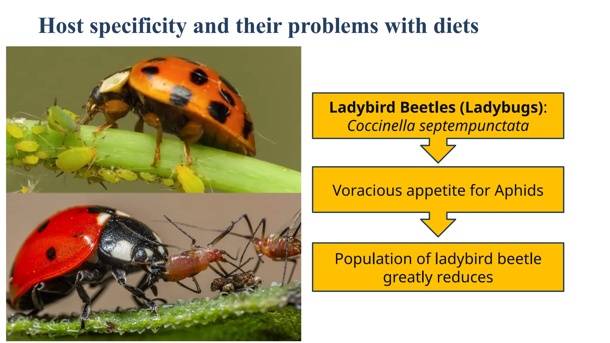 Effect of nutrition in Entomophagous Insectson | PPTX