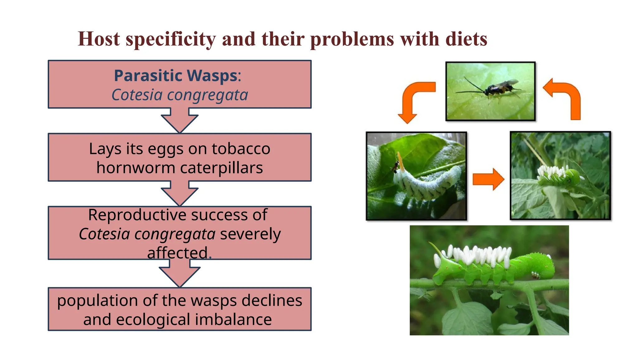 Effect of nutrition in Entomophagous Insectson | PPTX