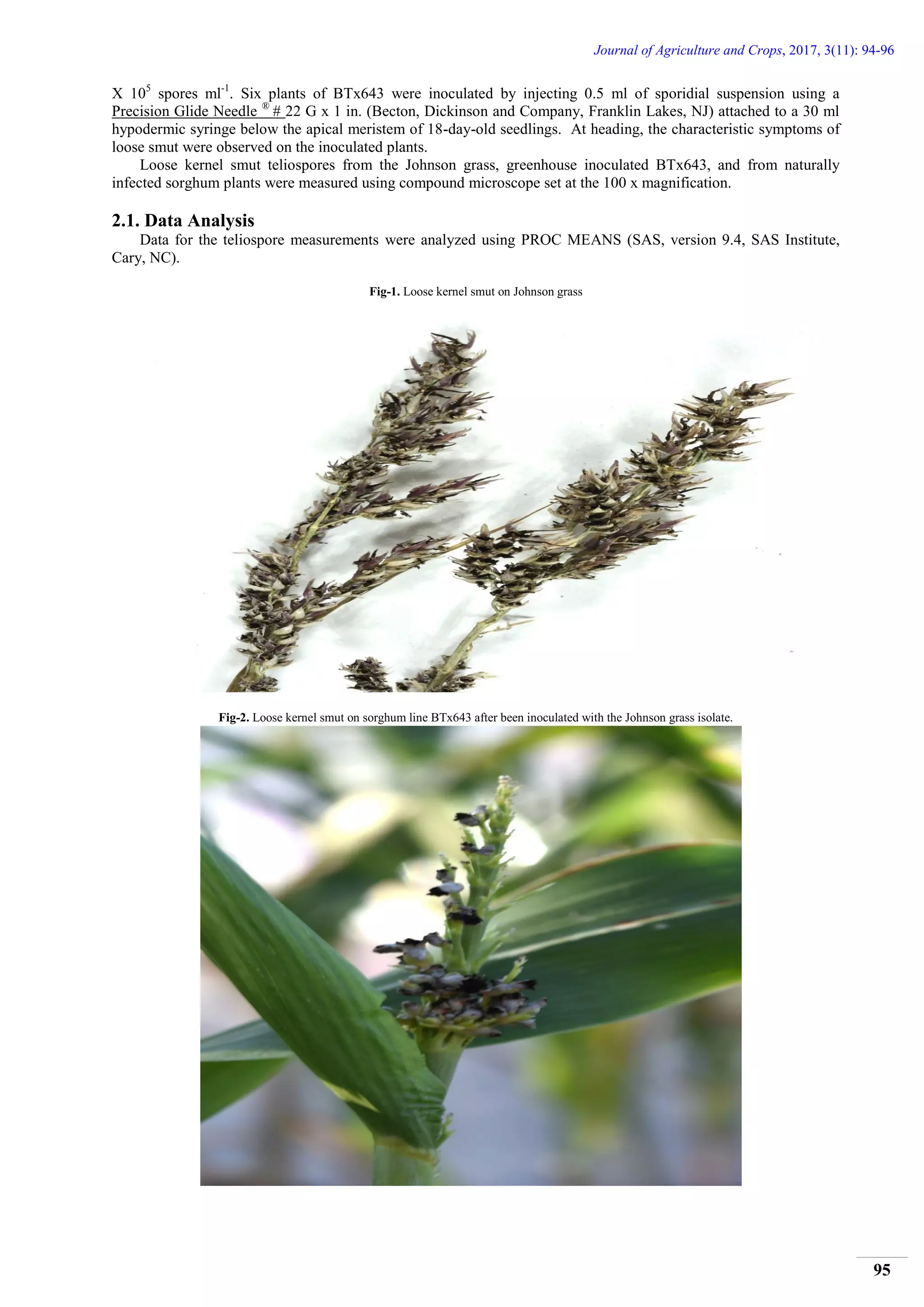 Aggressiveness of Loose Kernel Smut Isolate from Johnson Grass on ...
