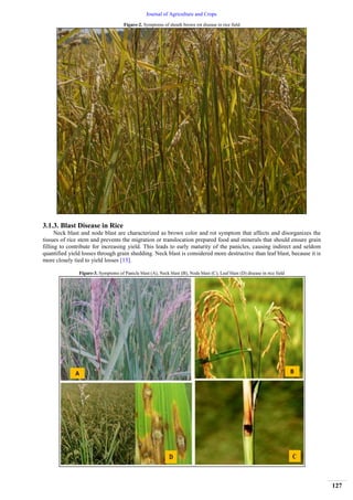 Survey and Identification of Rice Diseases in South Gondar Zone, Amhara ...