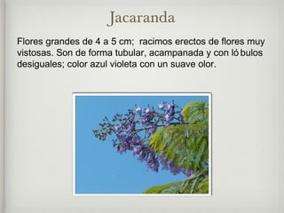 Jacaranda | PPT