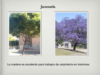 Jacaranda | PPT