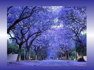 Jacaranda | PPS