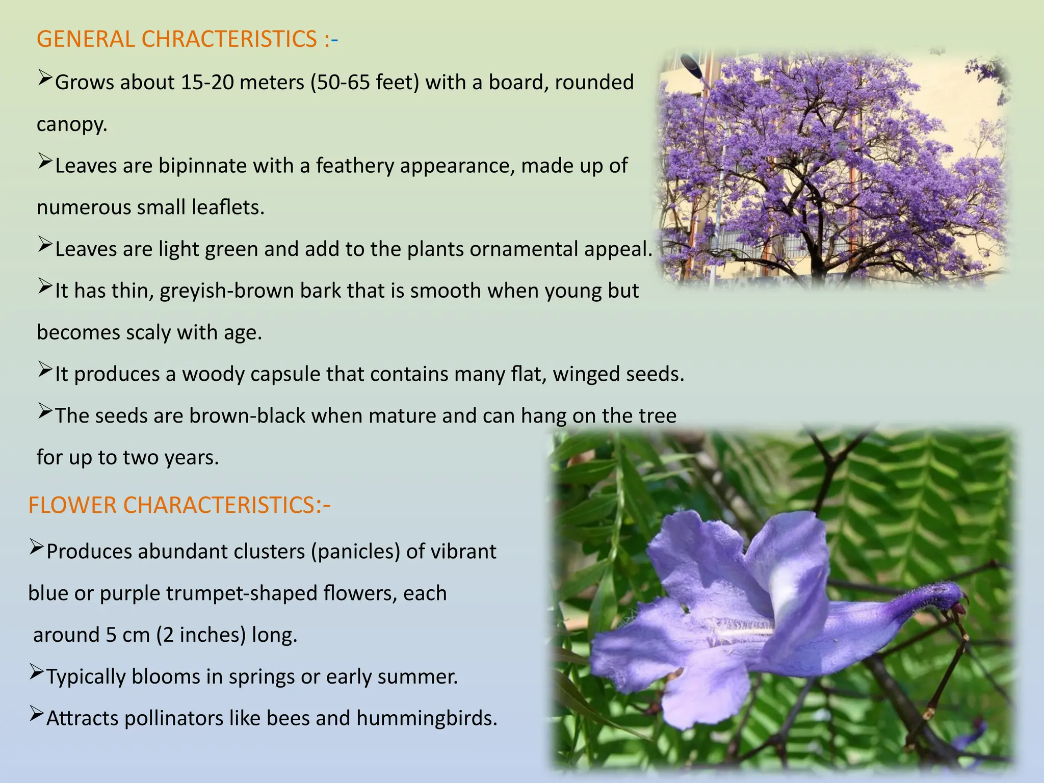 Jacaranda: The Iconic Purple-Flowering Tree of Tropical Landscapes" .pptx