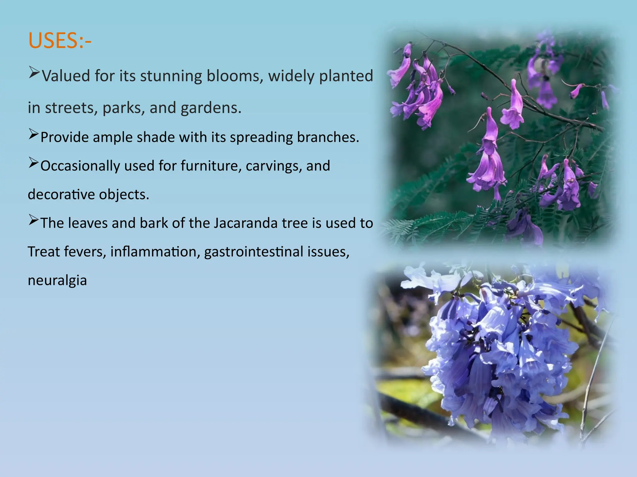 Jacaranda: The Iconic Purple-Flowering Tree of Tropical Landscapes" .pptx