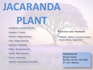 Jacaranda: The Iconic Purple-Flowering Tree of Tropical Landscapes" .pptx