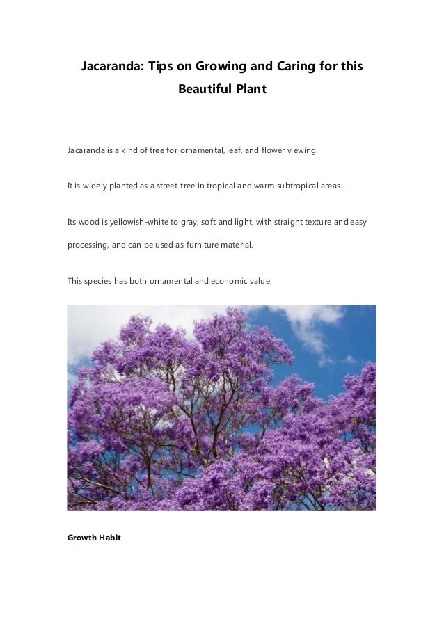 Jacaranda tips on growing and caring for this beautiful plant | DOCX