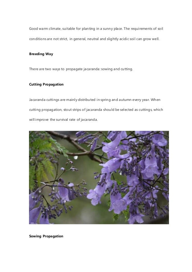 Jacaranda tips on growing and caring for this beautiful plant | DOCX