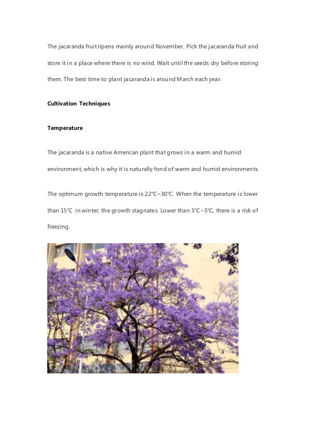 Jacaranda tips on growing and caring for this beautiful plant | DOCX