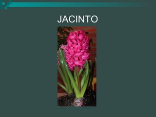 Jacinto | PPT