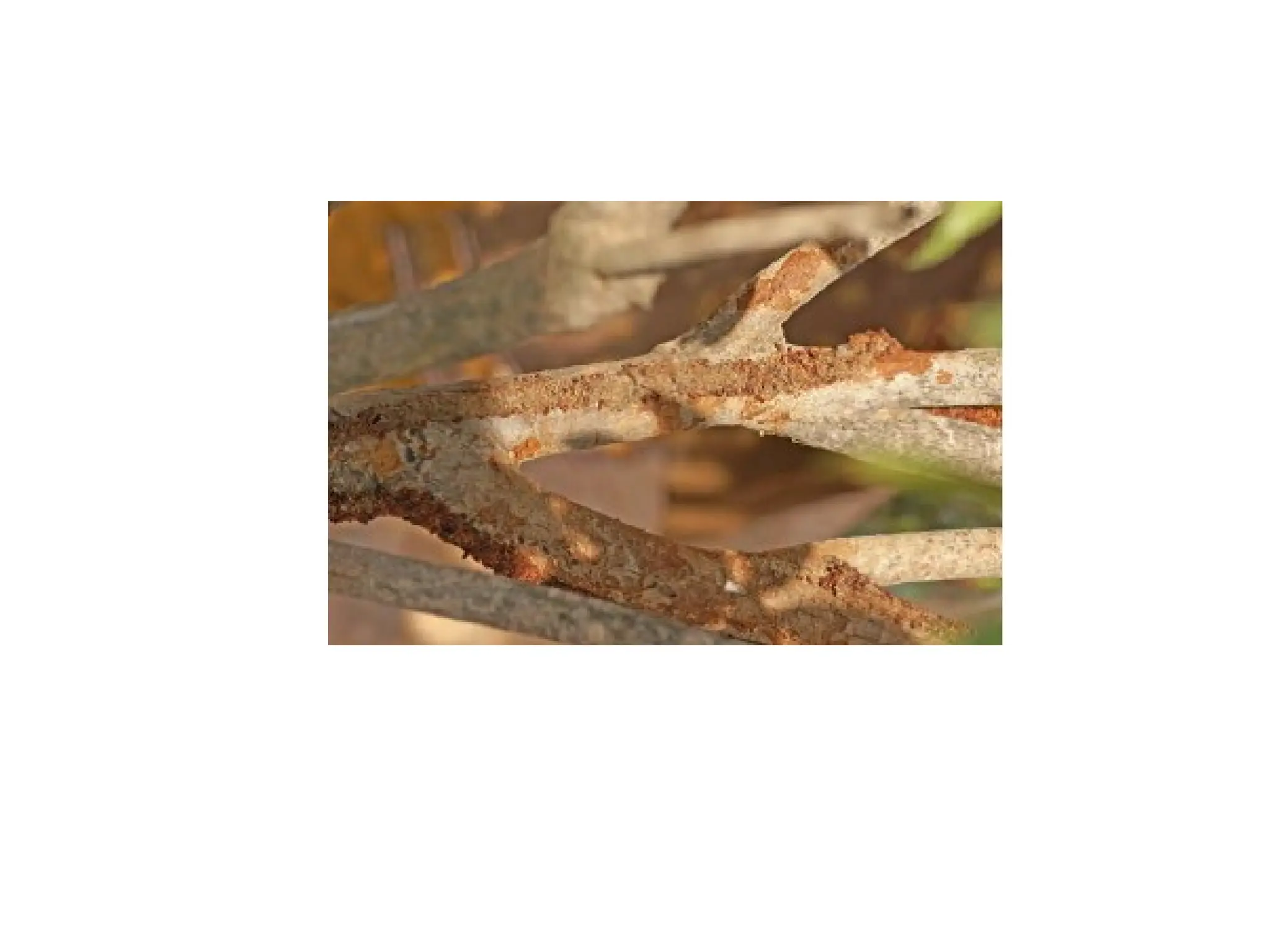 Pests of Jack fruit, Atrocarpus species, insect pest | PPTX