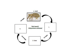 Pests of Jack fruit, Atrocarpus species, insect pest | PPTX
