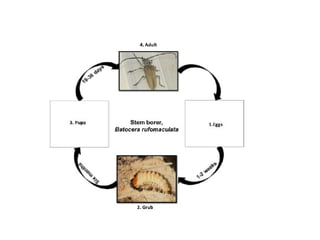 Pests of Jack fruit, Atrocarpus species, insect pest | PPTX