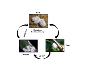 Pests of Jack fruit, Atrocarpus species, insect pest | PPTX