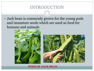 Jack bean | PPTX