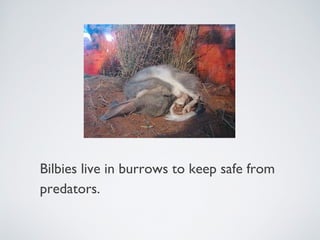 Jack bilby report | PPT