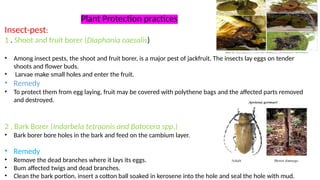 jackfruit.pptx jackfruit.pptxcultivation | PPTX