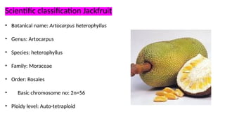 jackfruit.pptx jackfruit.pptxcultivation | PPTX