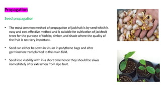 jackfruit.pptx jackfruit.pptxcultivation | PPTX