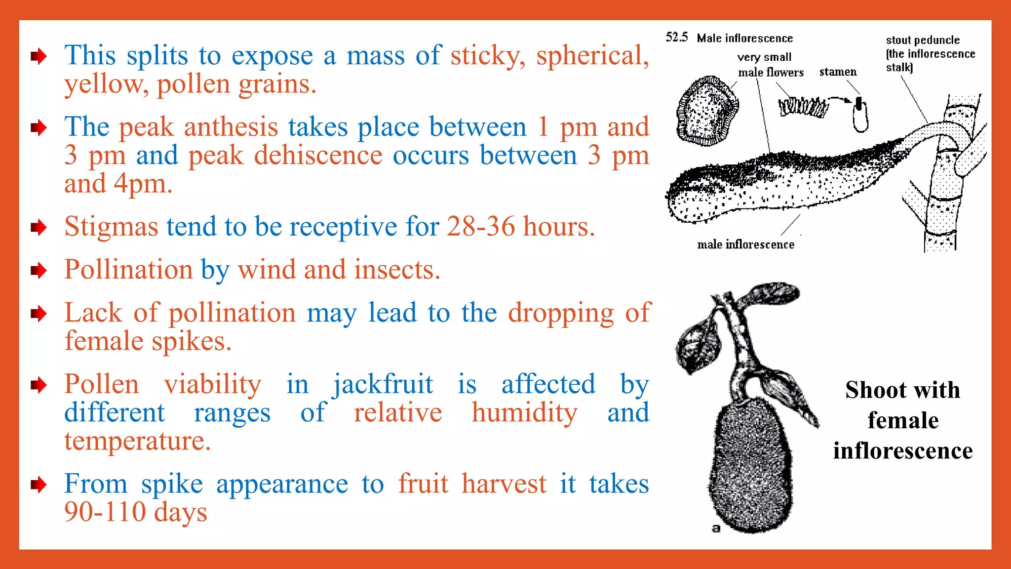 Jackfruit ppt.. | PDF