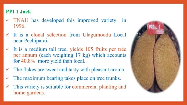 Jackfruit ppt.. | PDF