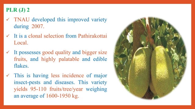 Jackfruit ppt.. | PDF