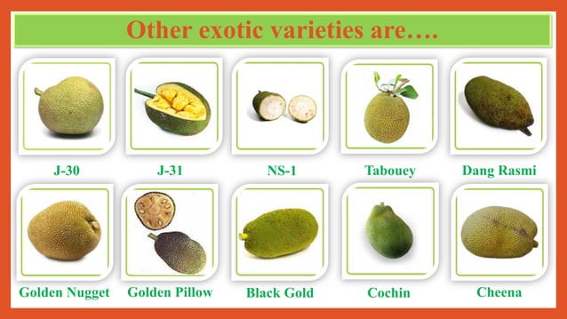 Jackfruit ppt.. | PDF