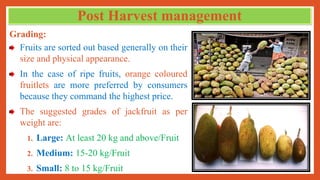 Jackfruit ppt.. | PDF