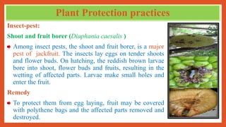 Jackfruit ppt.. | PDF