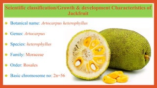 Jackfruit ppt.. | PPT