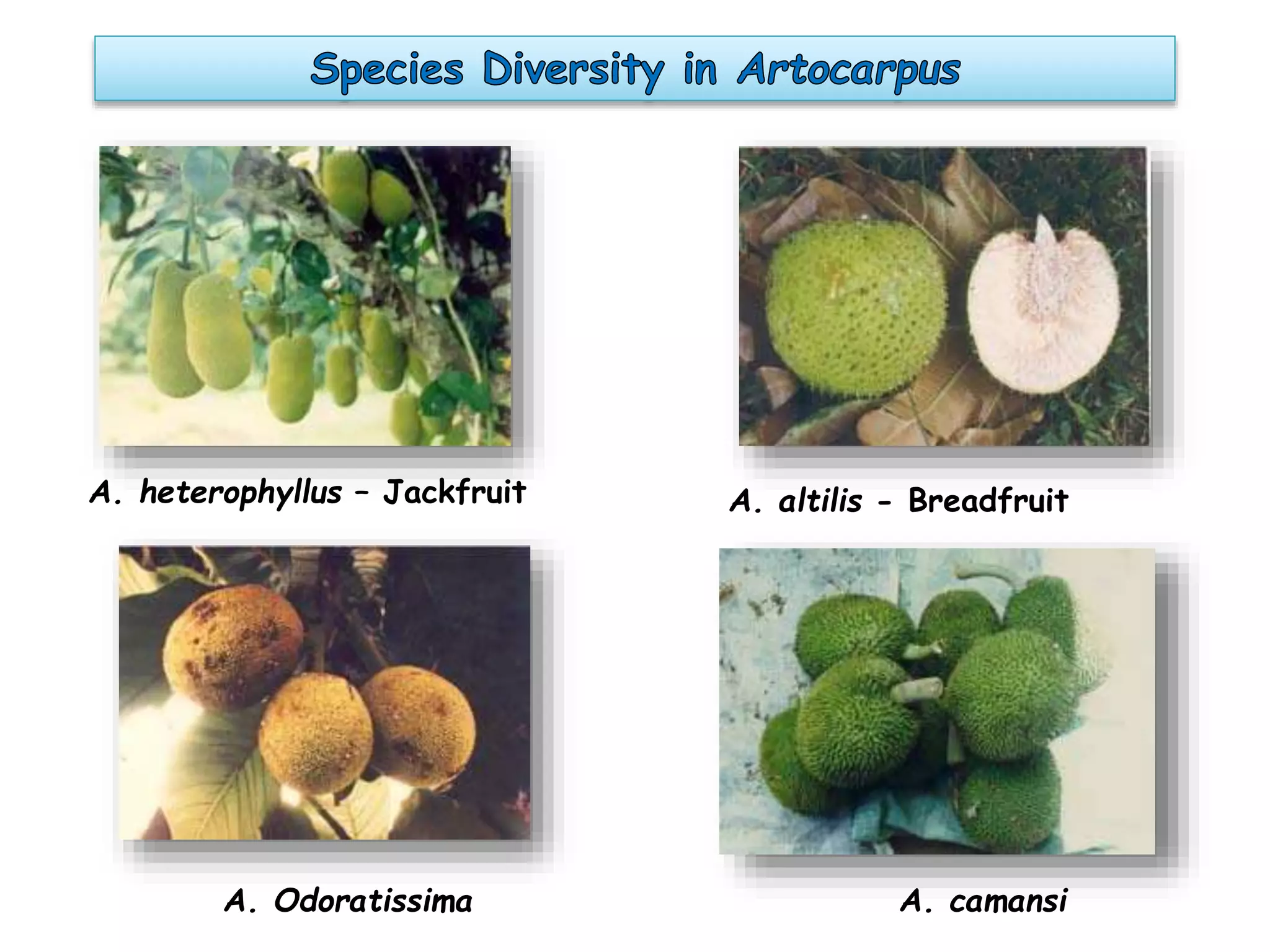 Jackfruit production technology | PPTX