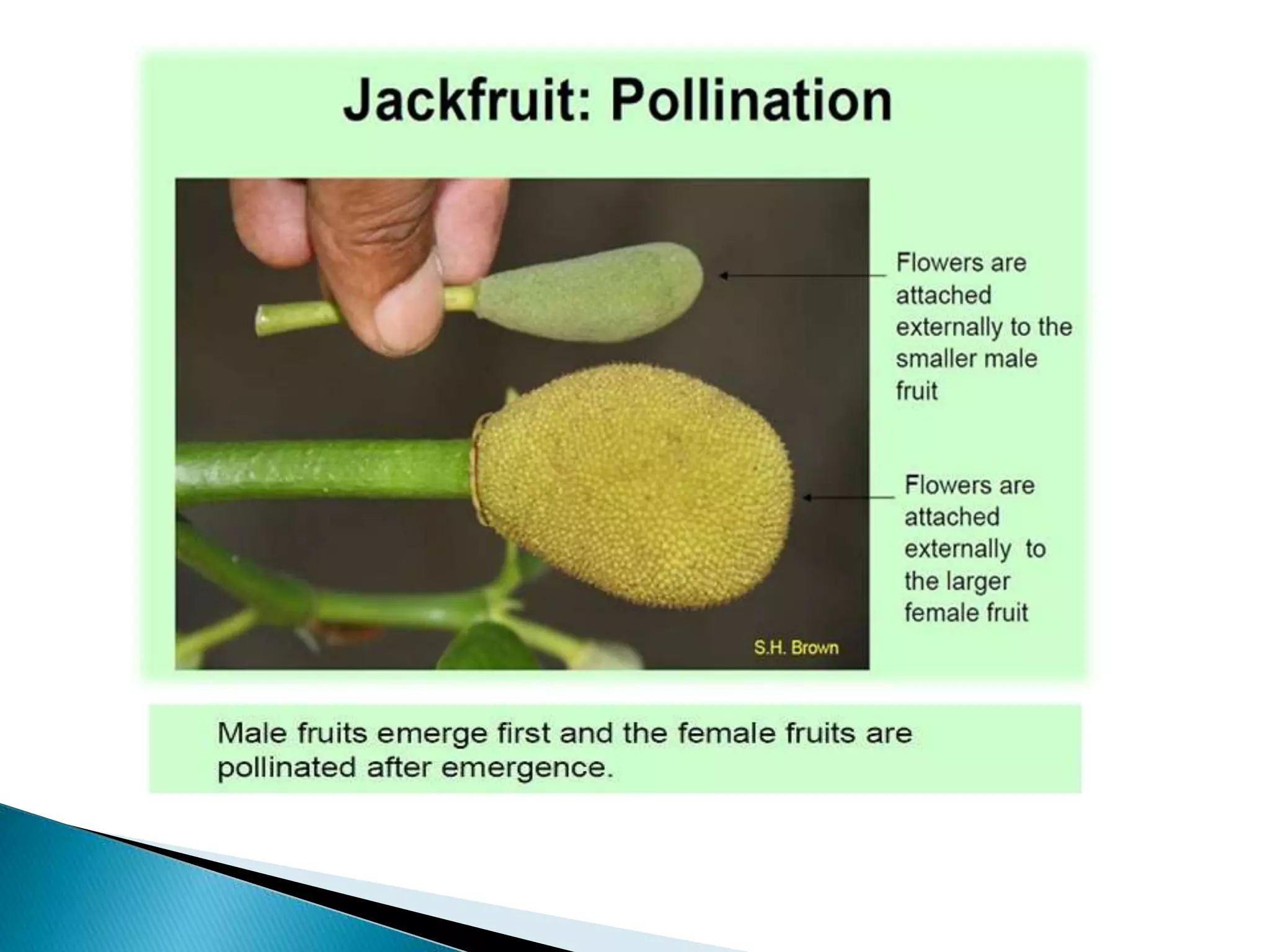Jackfruit production technology | PPTX