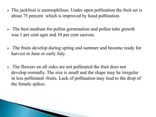 Jackfruit production technology | PPTX