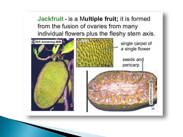 Jackfruit production technology | PPTX | Gardening | Home & Garden
