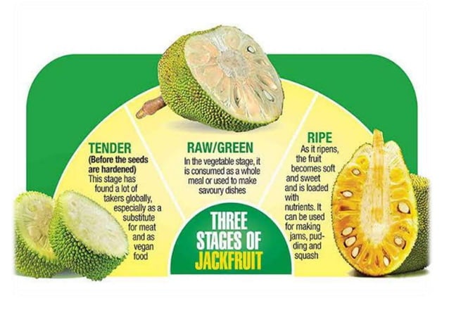 Jackfruit production technology | PPTX | Gardening | Home & Garden