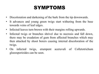 Diseases of Jackfruits | PPTX