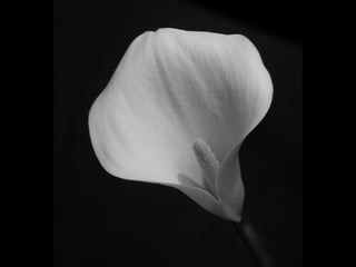 Jack halfon 9.30.15 Faces and Places | PDF | Photography | Arts and Crafts