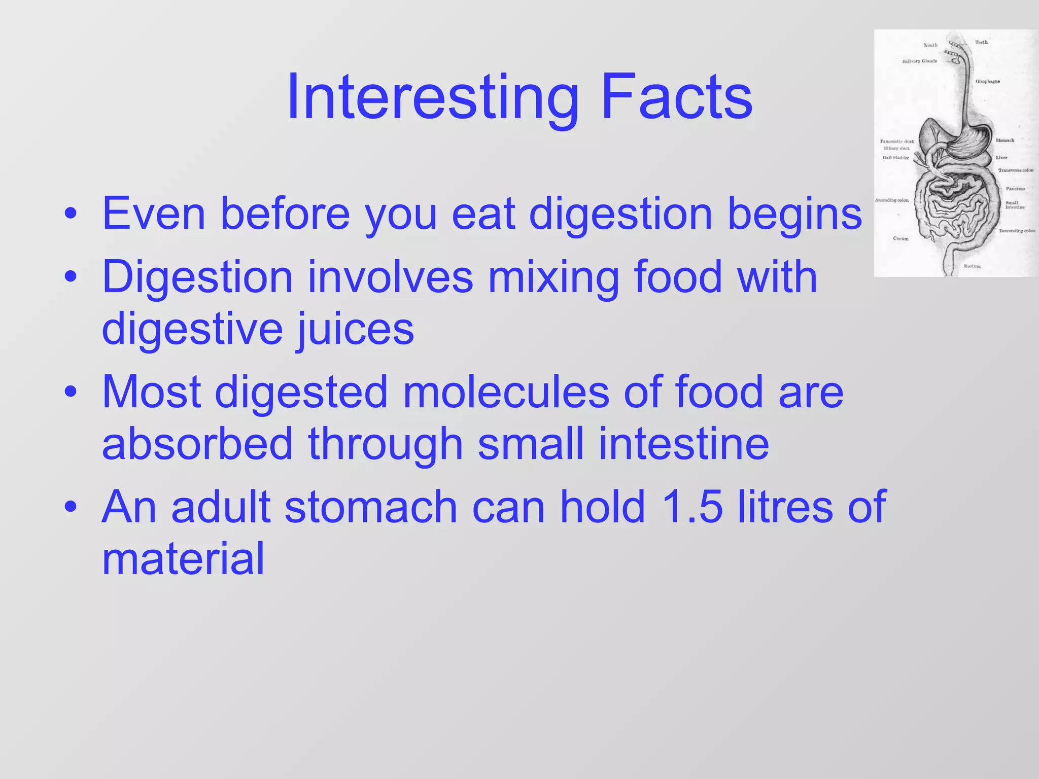 Jack murrell wright digestive system | PPT